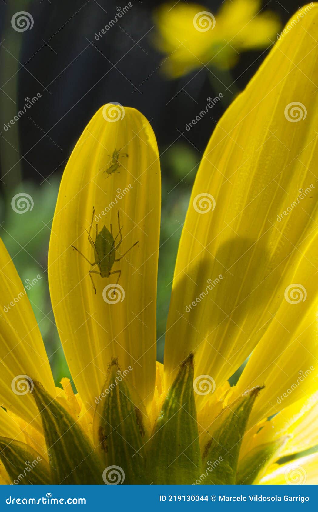 Aphid on the Flower Petals. Stock Photo - Image of close, detail: 219130044