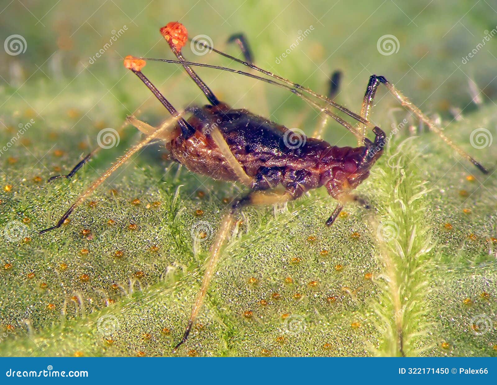 Aphid (Hemiptera: Aphididae) on a Leaf Stock Photo - Image of cycle ...