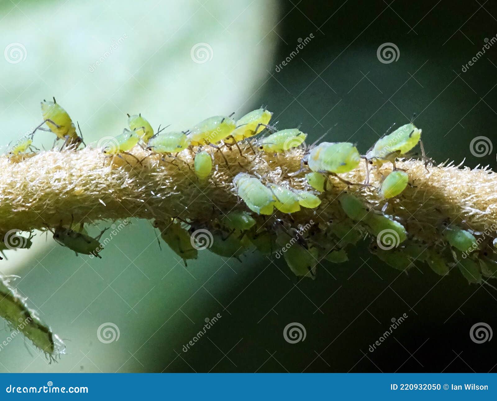 Aphid infestation stock photo. Image of benefit, antenna - 220932050