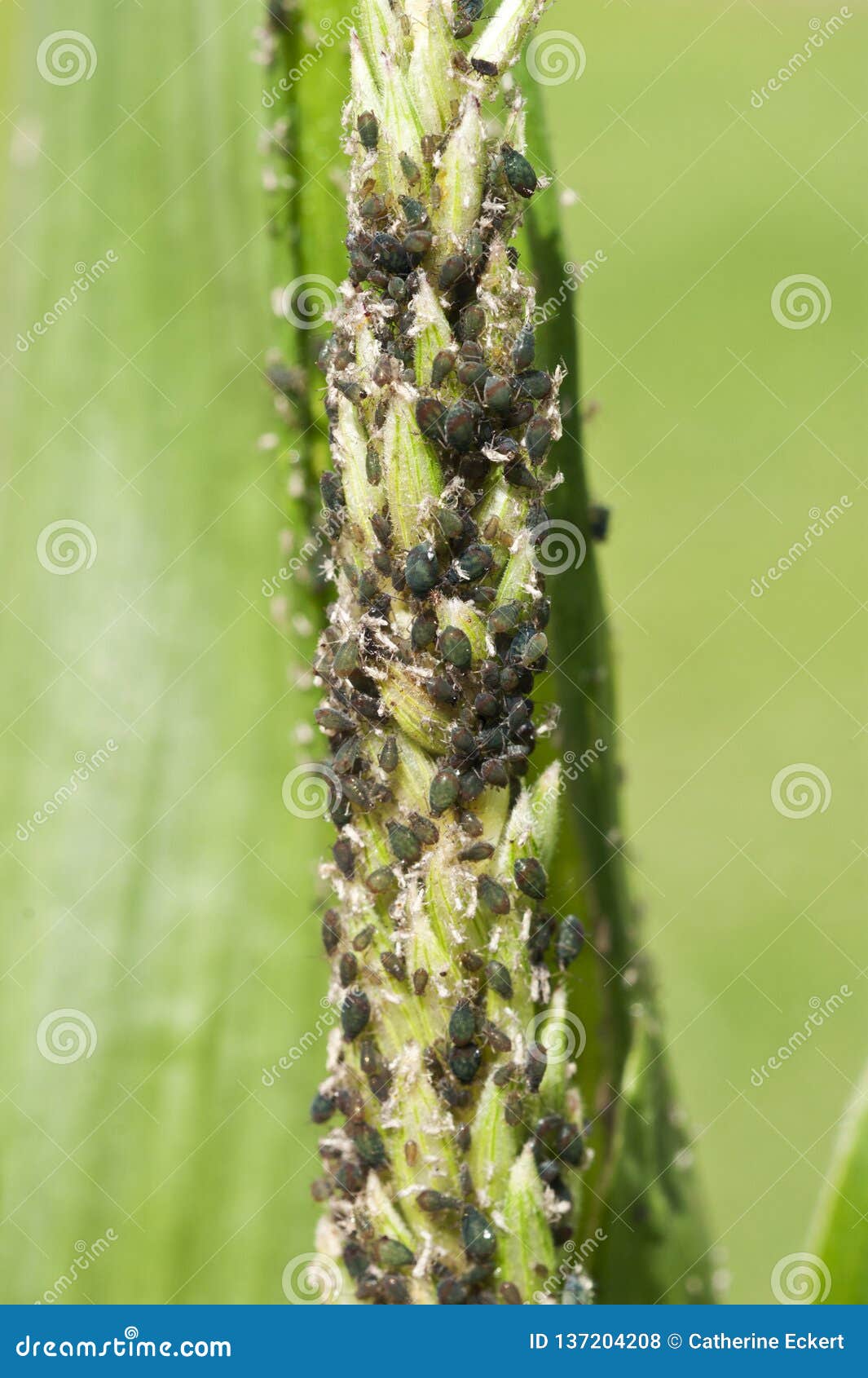 Aphid Infestation on Corn Plant Stock Photo - Image of black ...