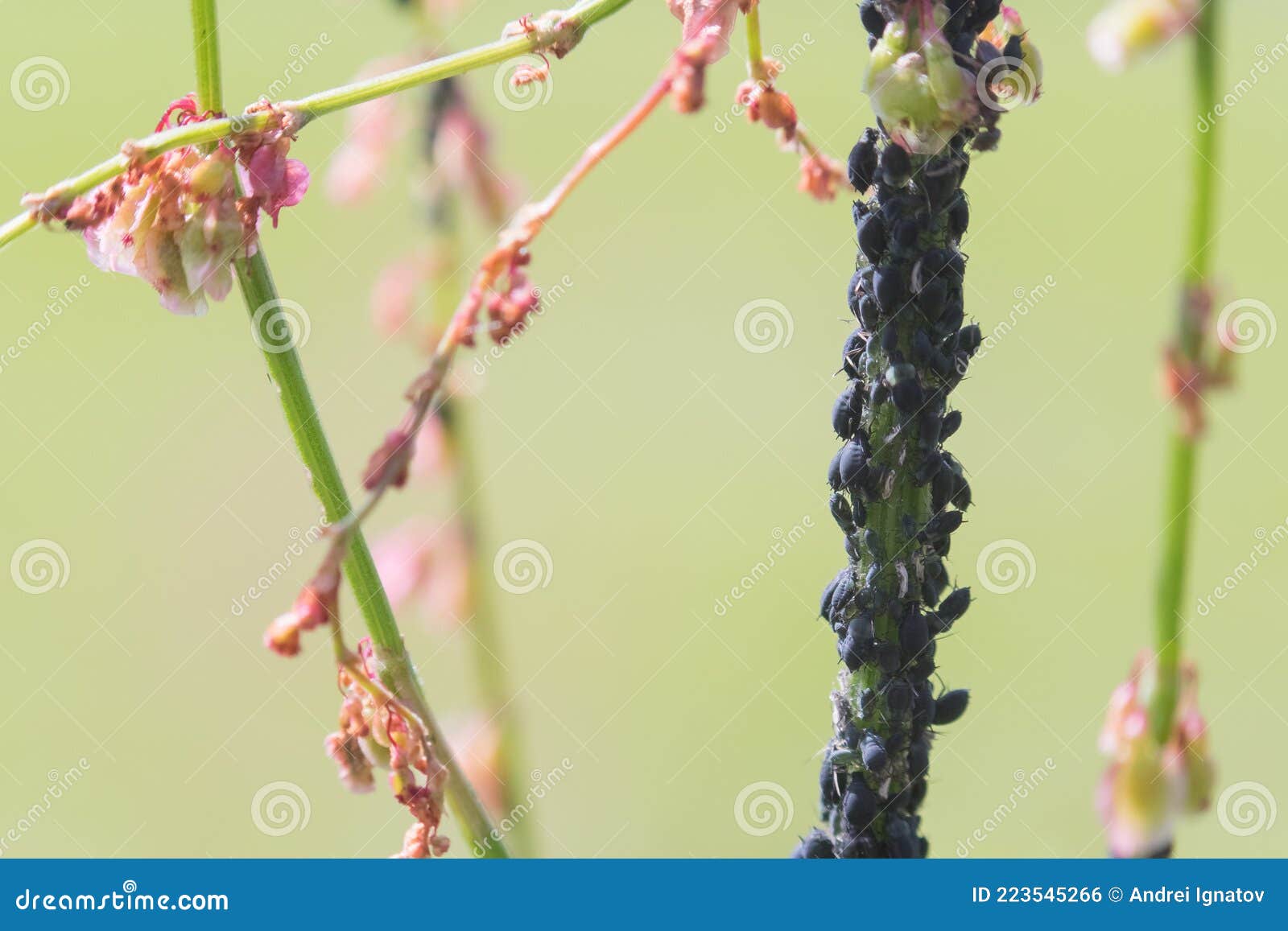 Aphid Infestation of Garden Plants Stock Photo - Image of corn, close ...