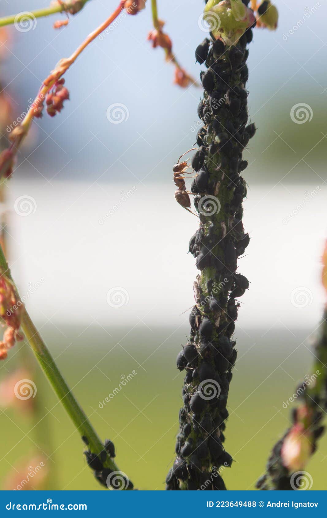 Aphid Infestation of Garden Plants Stock Photo - Image of blackcolor ...