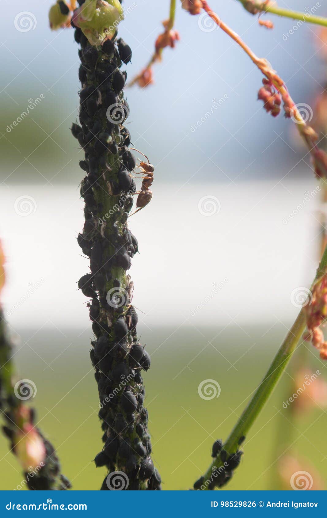 Aphid Infestation of Garden Plants. Stock Photo - Image of brown ...