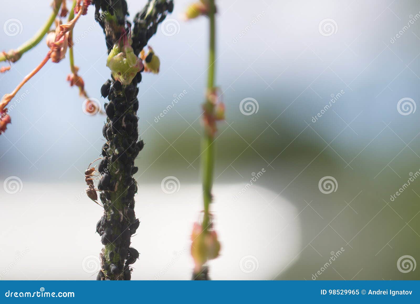 Aphid Infestation of Garden Plants. Stock Image - Image of farming ...