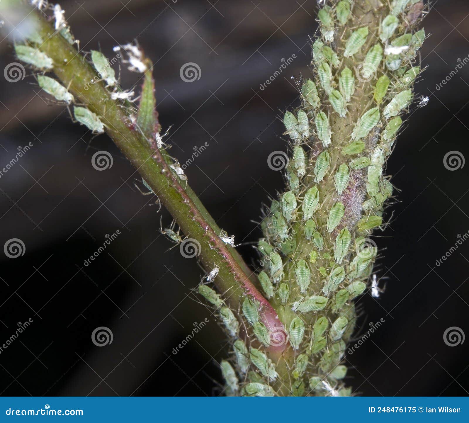 Aphid infestation stock image. Image of environment - 248476175