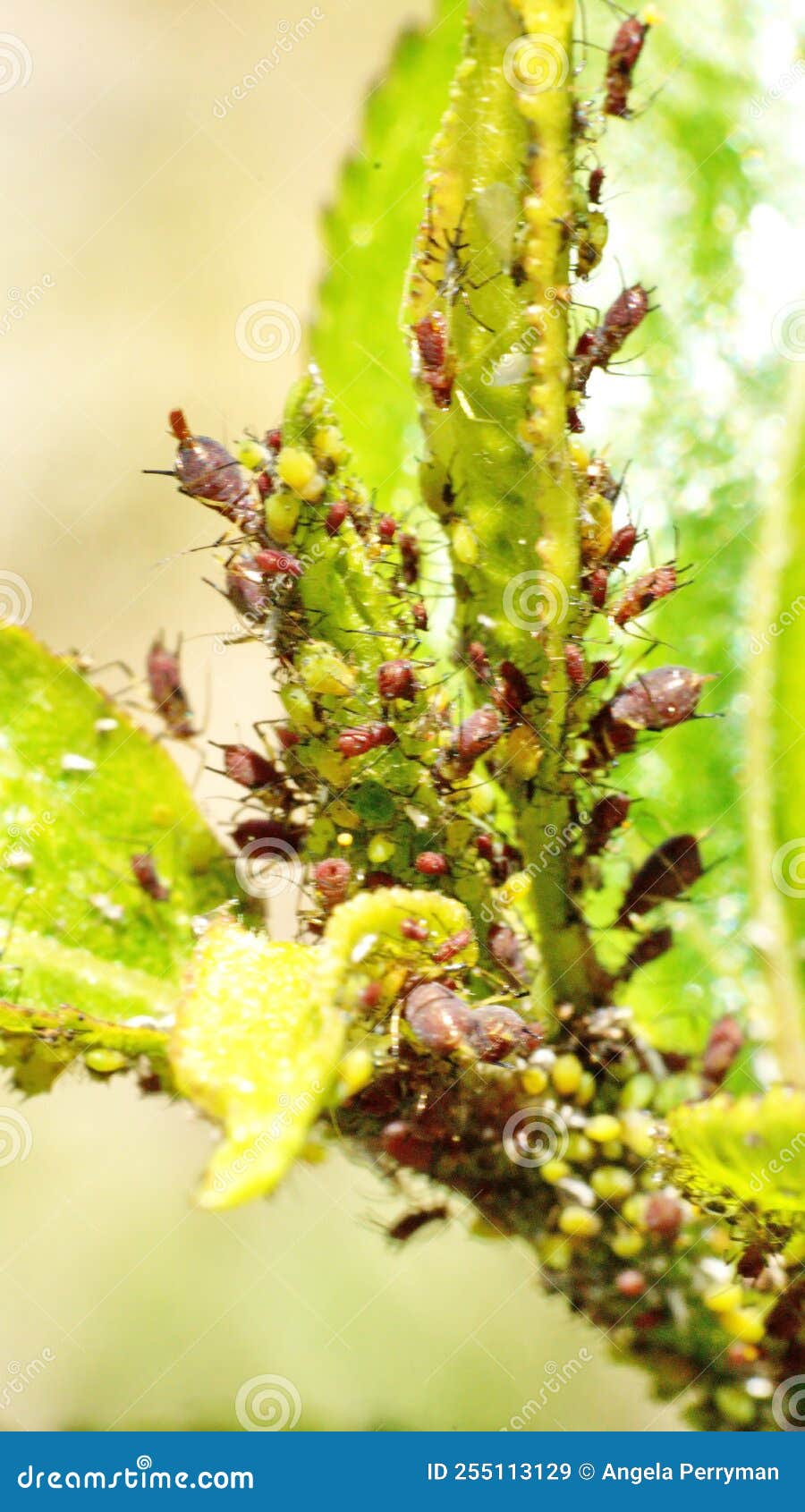 Leaves Infested with Aphids Stock Image - Image of america, macrophotography: 255113129