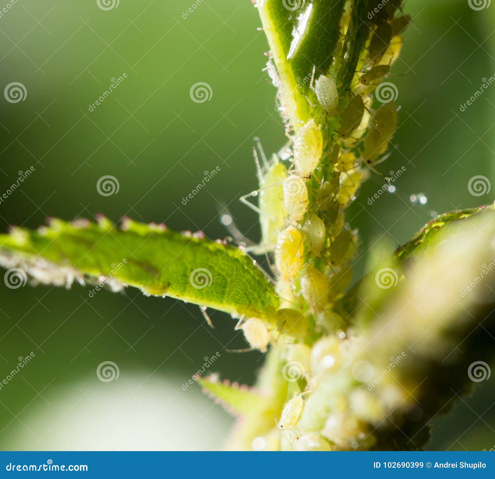 Aphid Infestation stock image. Image of female, magnification - 102690399