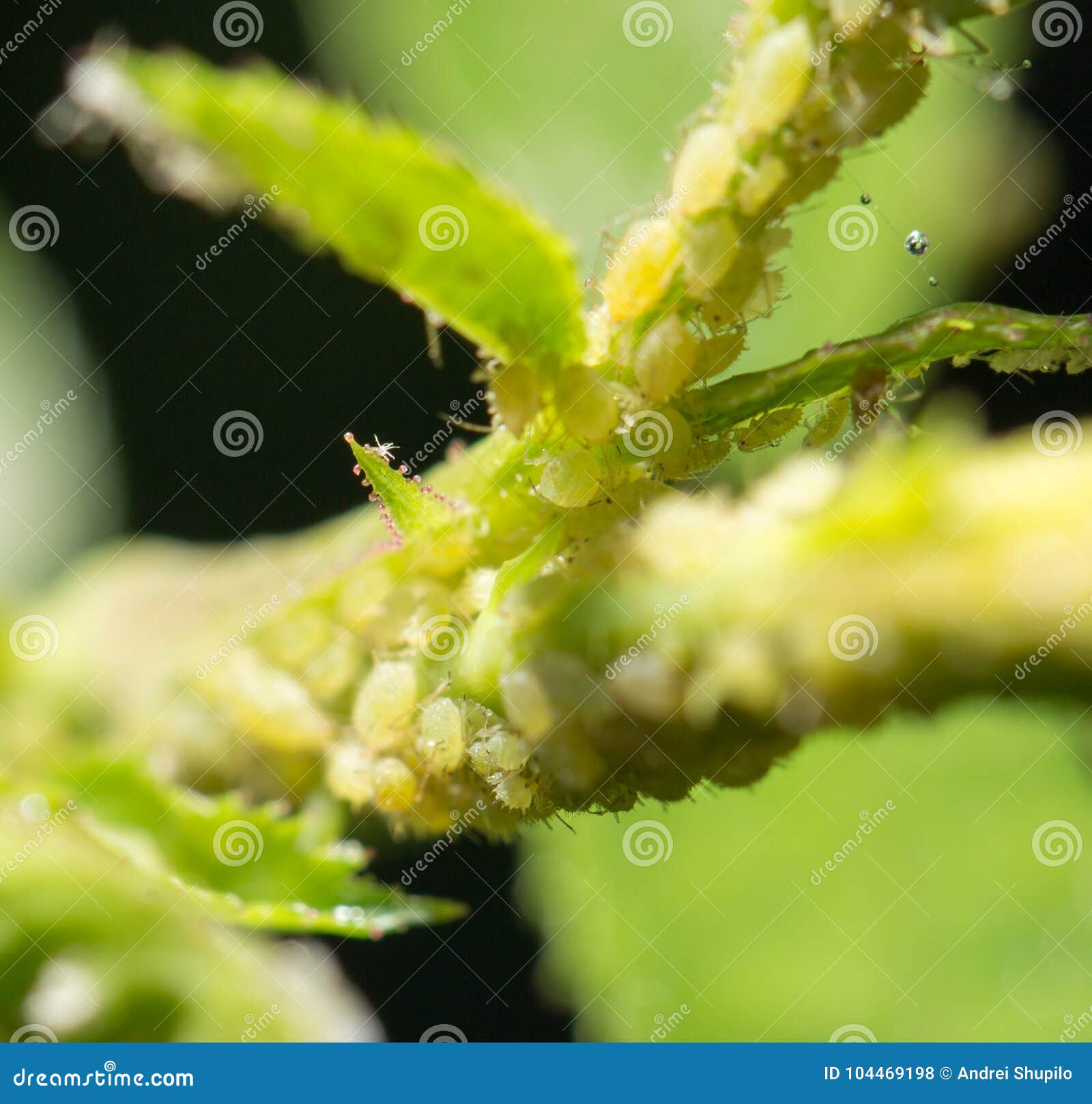 Aphid Infestation stock photo. Image of dangerous, meal - 104469198