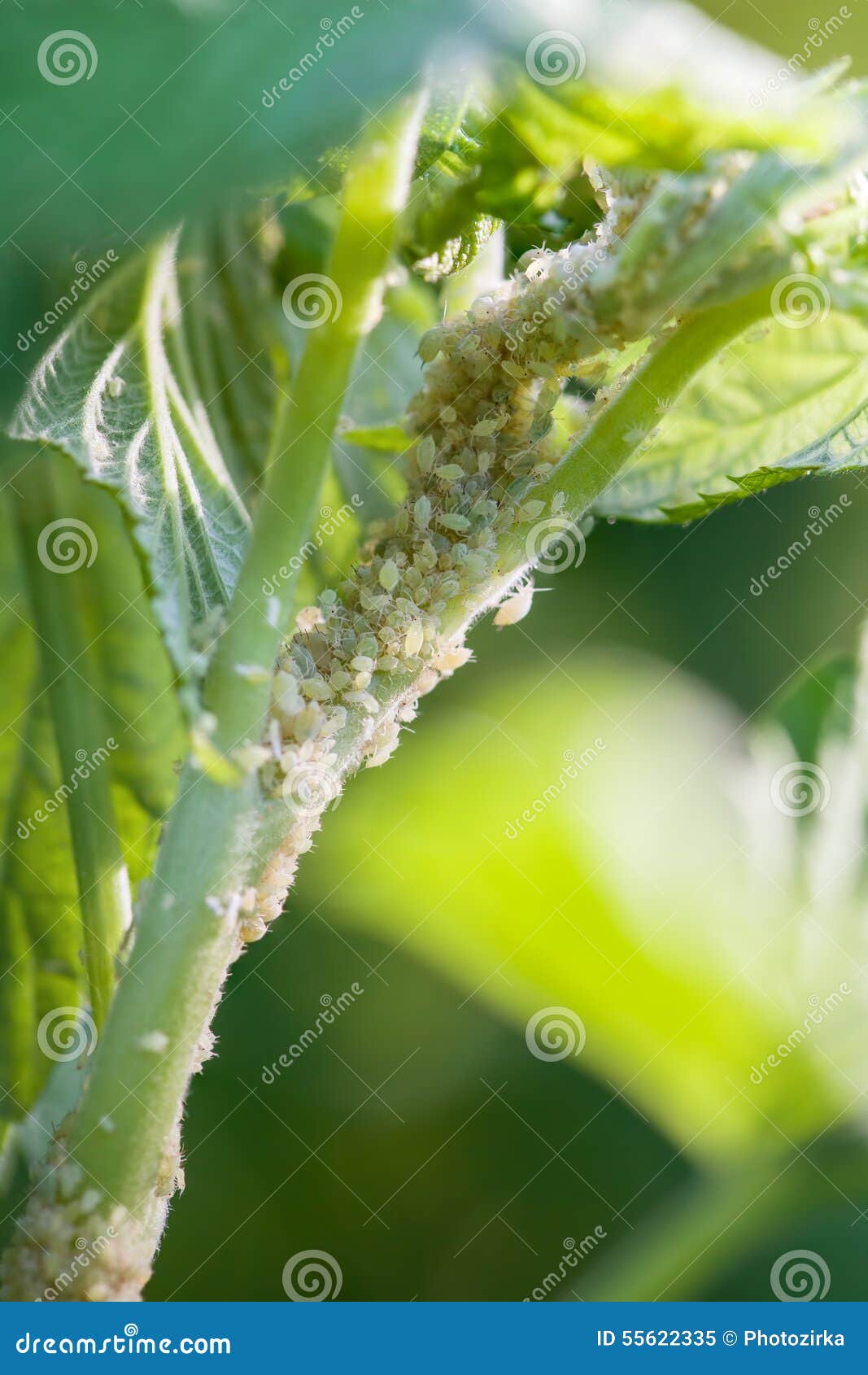 Aphid Infestation stock image. Image of destruct, mealy - 55622335