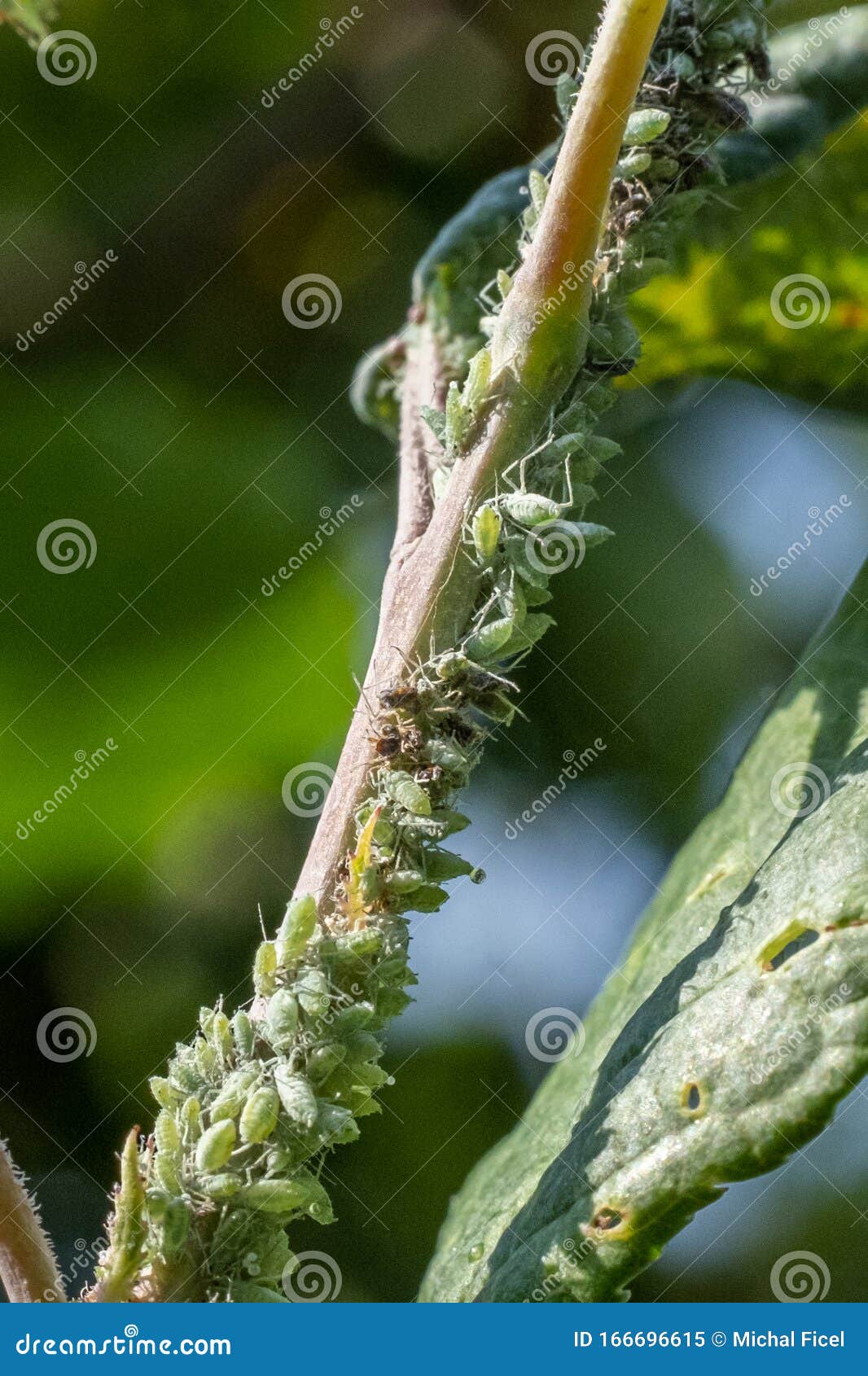 Aphid Infested apple tree. stock image. Image of cultivated - 166696615