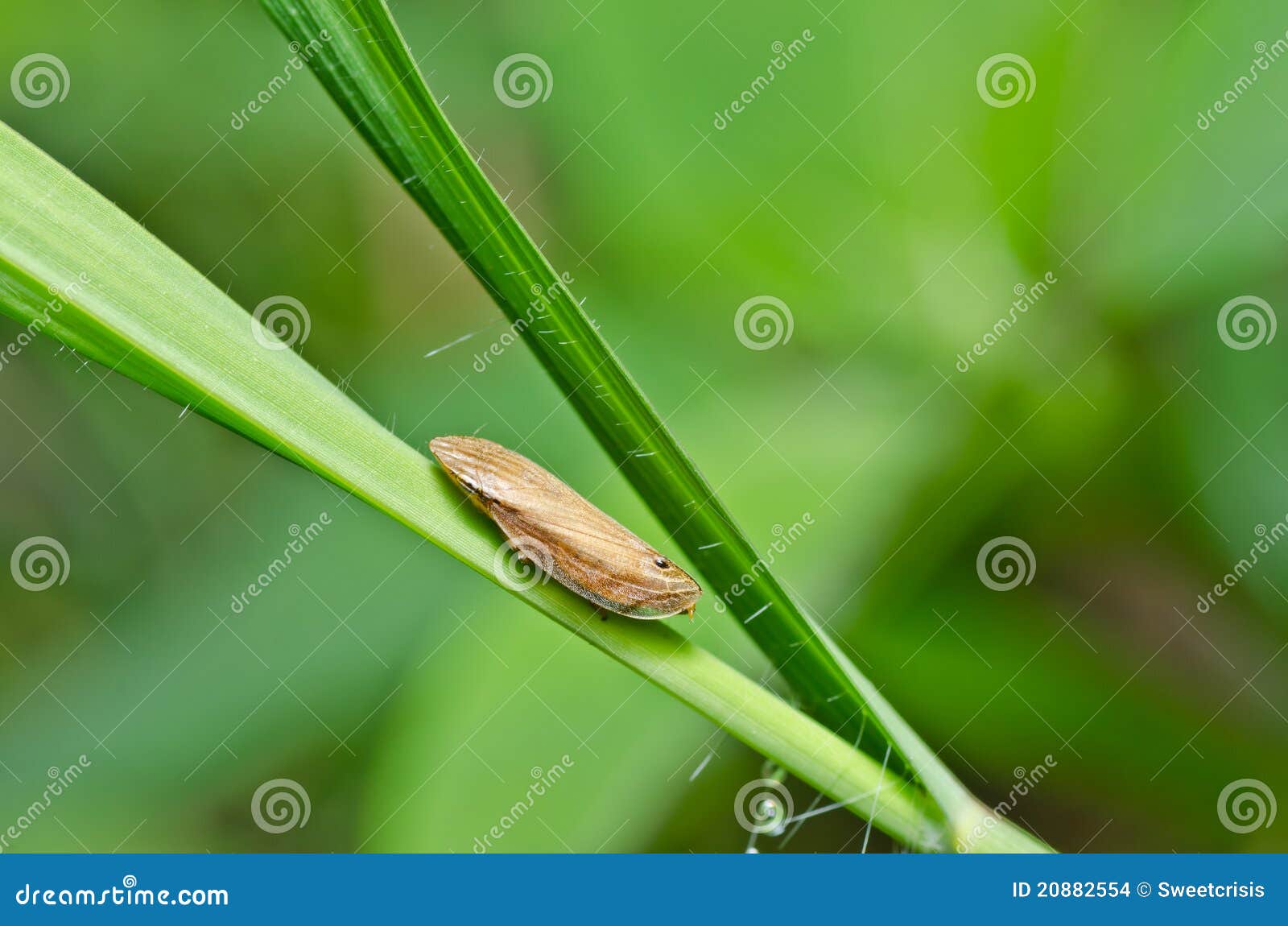 Aphid Insect in Green Nature Stock Photo - Image of control, nature ...