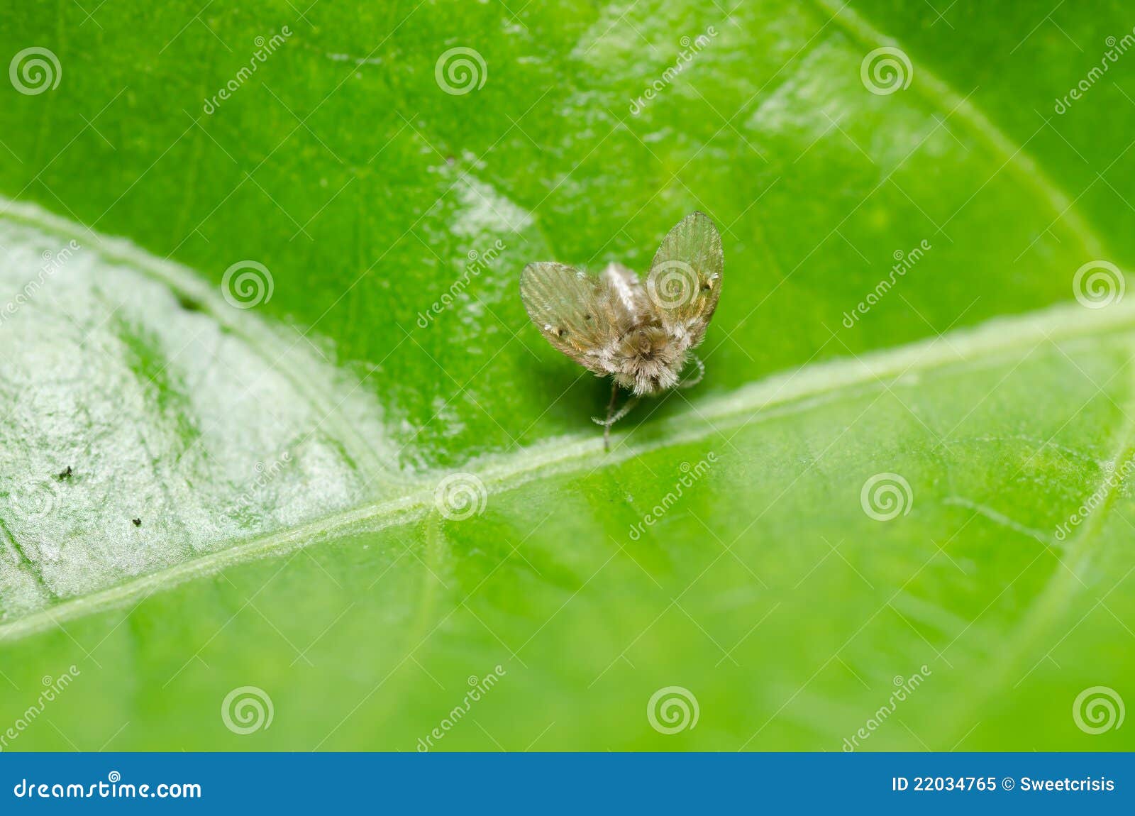 Aphid Insect in Green Nature Stock Image - Image of aphis, pest: 22034765