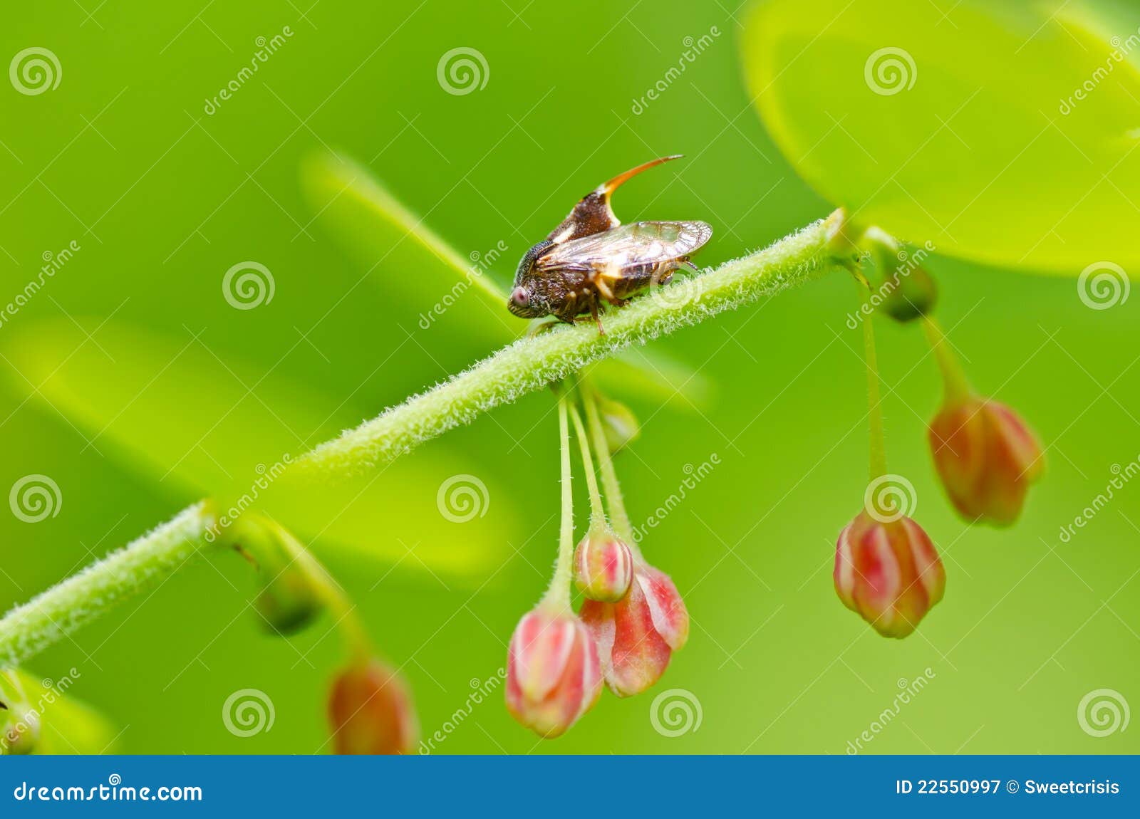 Aphid Insect in Green Nature Stock Image - Image of world, aphid: 22550997