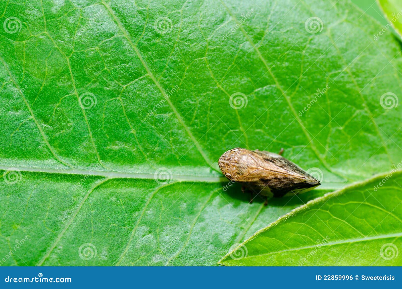 Aphid Insect in Green Nature Stock Photo - Image of small, little: 22859996