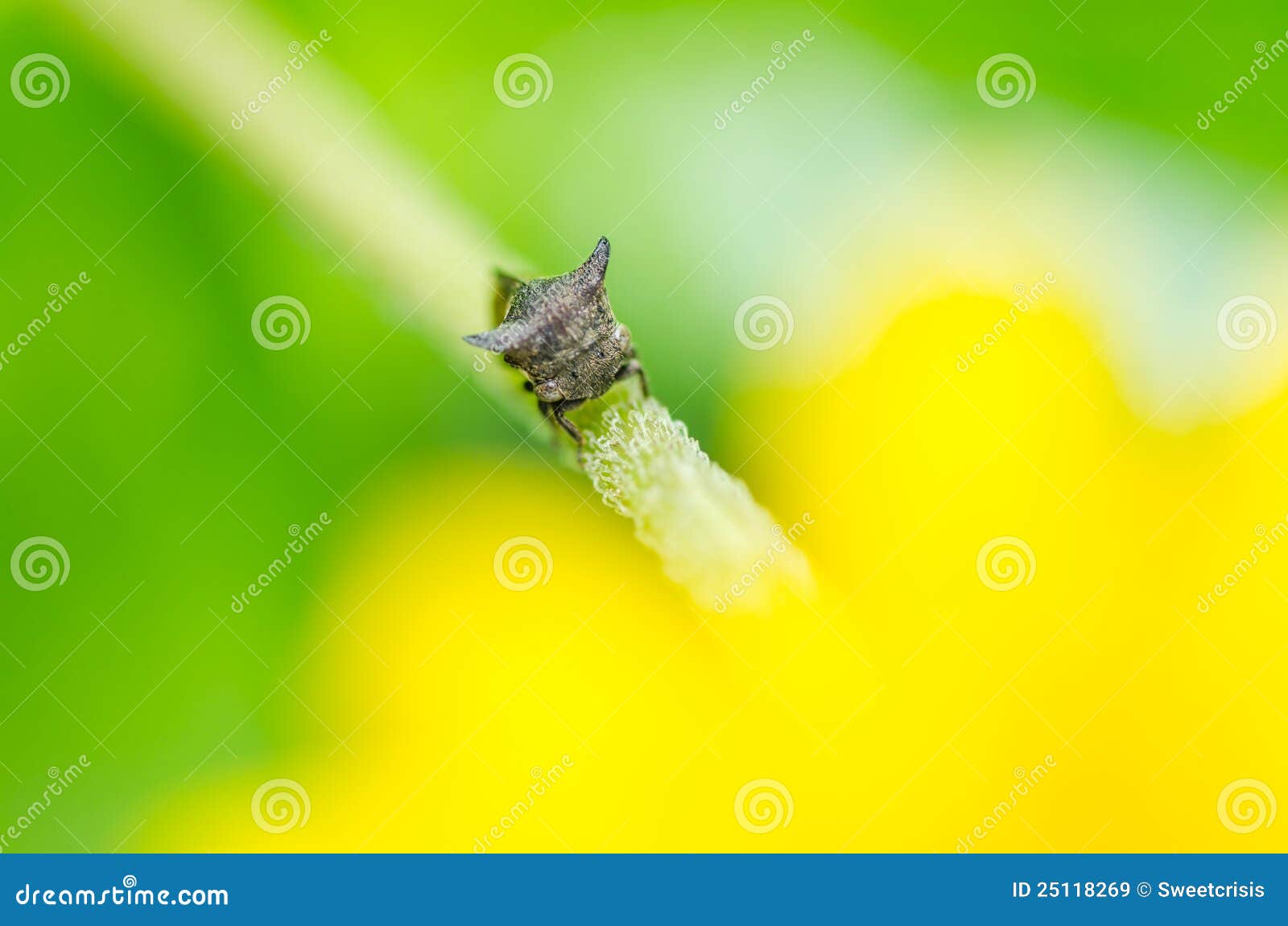 Aphid Insect in Green Nature Stock Image - Image of little, aphid: 25118269