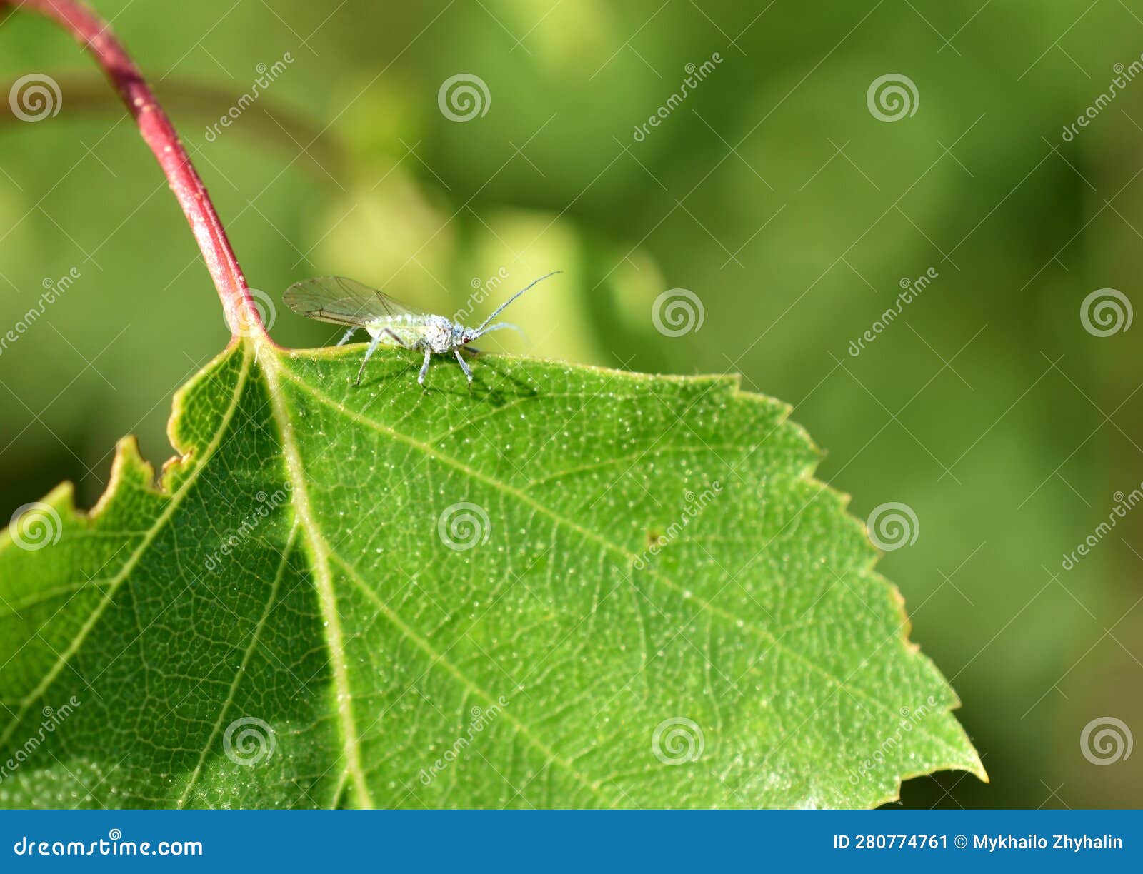 An Aphid with Wings Sits on a Leaf. Stock Image - Image of nature, pest ...