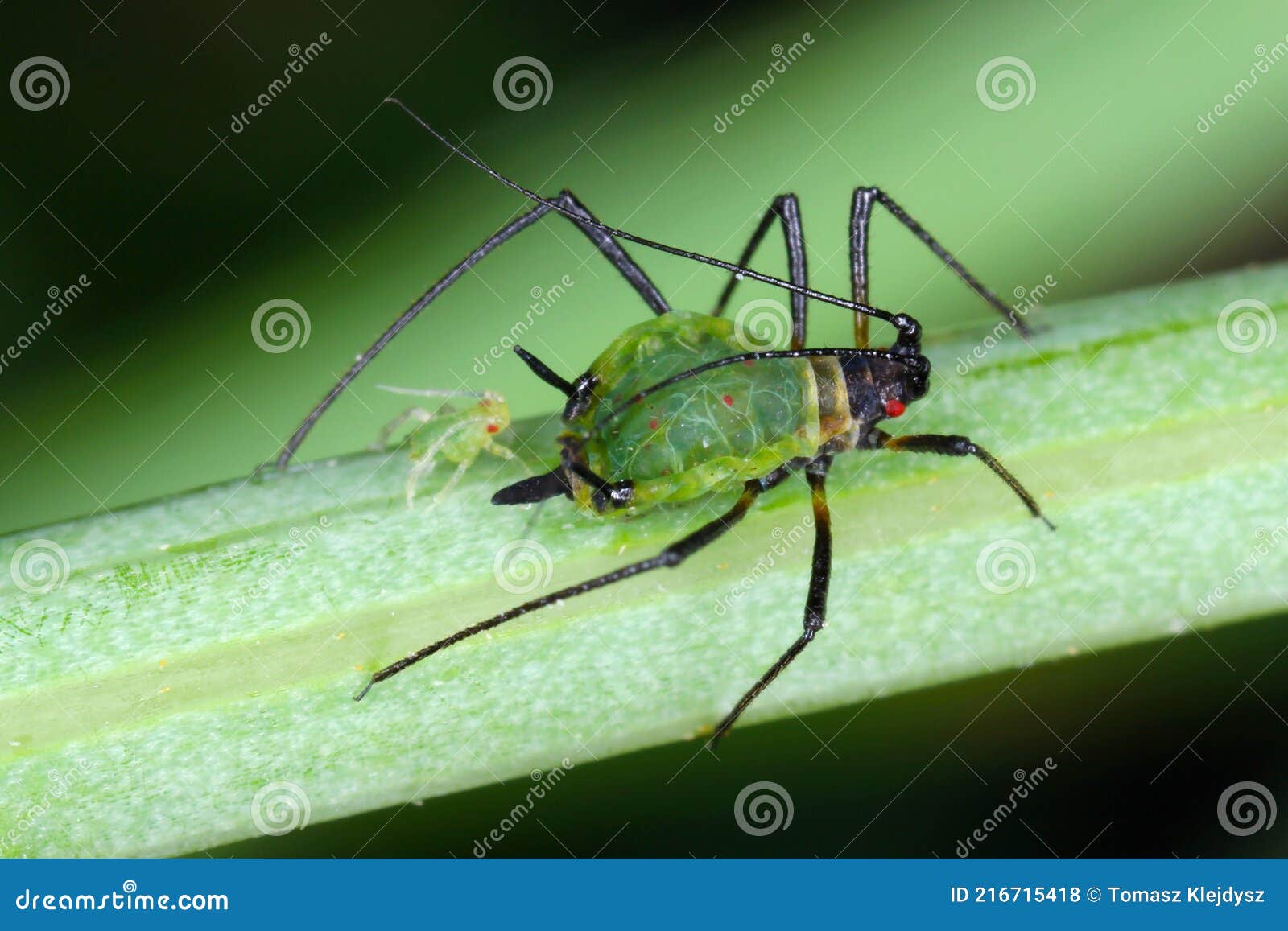 Aphid on a Leaf with a Freshly Born Aphid and Visible Red Eyes of Young ...