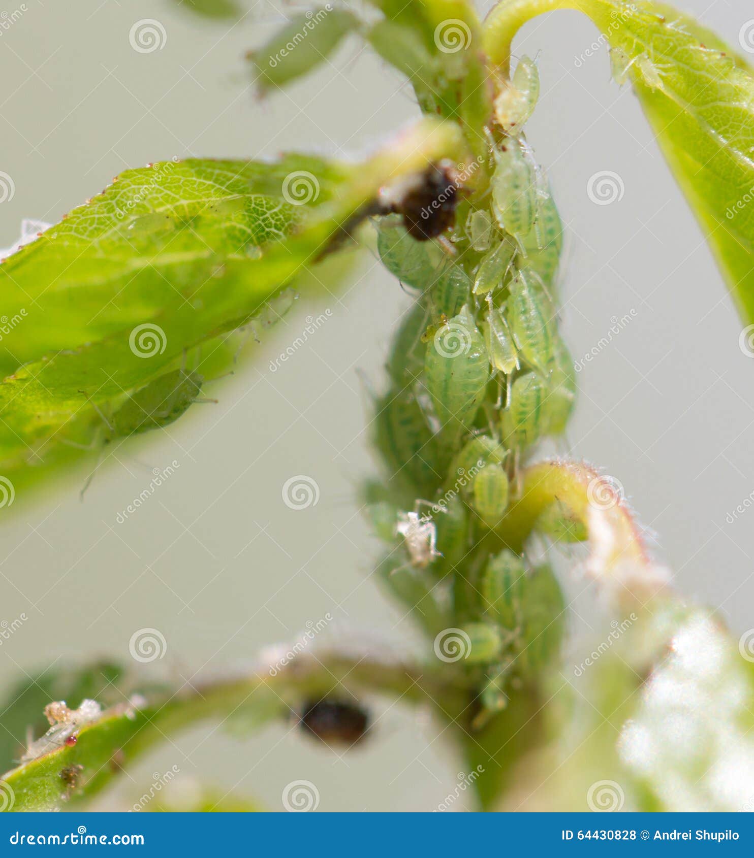 Aphid on a leaf stock photo. Image of creative, macro - 64430828
