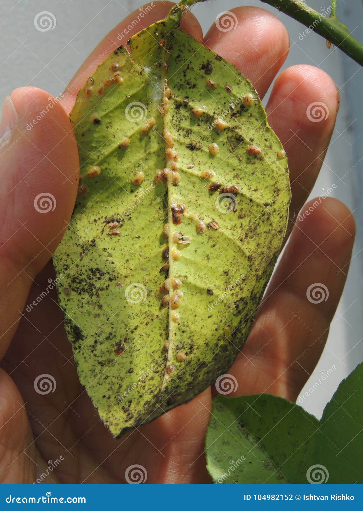 Aphid on lemon leaf stock photo. Image of green, cicadas - 104982152