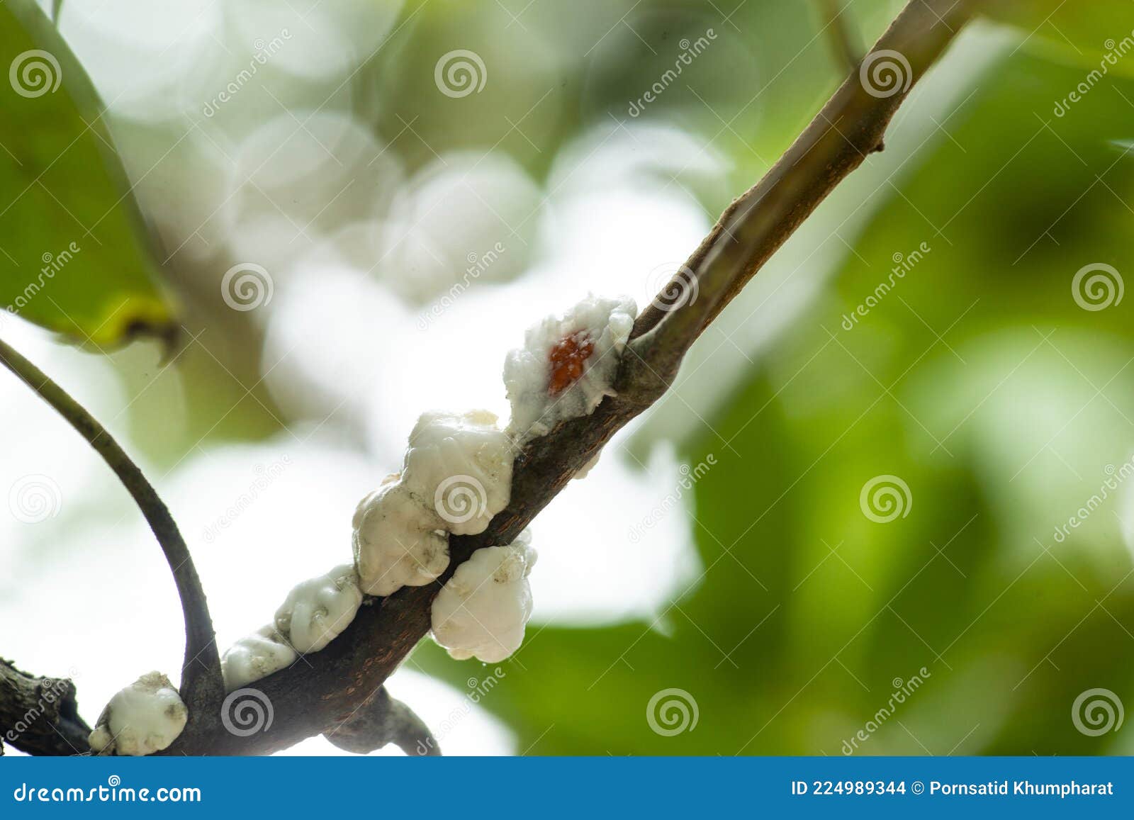Aphid on the Longan Pests that Suck Food from Trees Stock Photo - Image ...