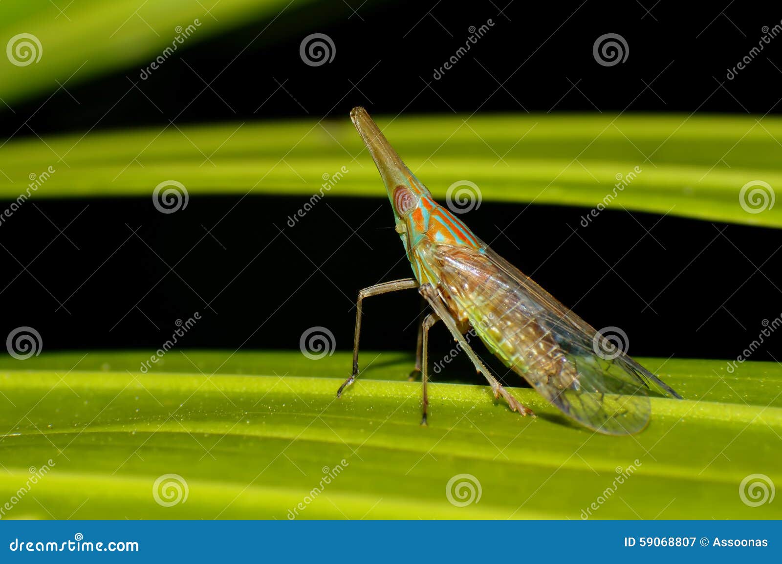Aphid Longnosed Planthoppers Dictyopharidae Stock Image - Image of ...