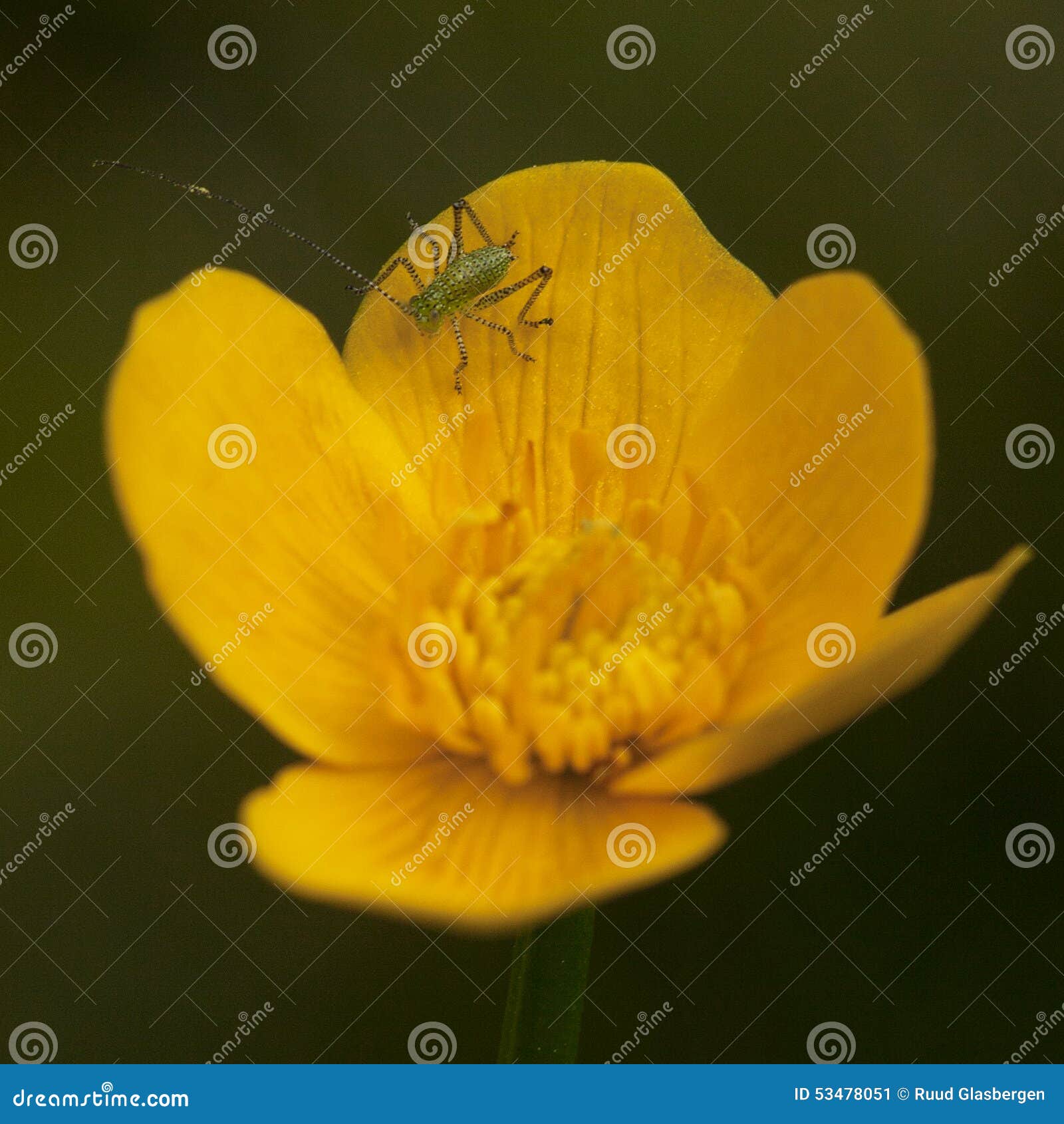 Aphid on marsh marigold stock image. Image of insects - 53478051