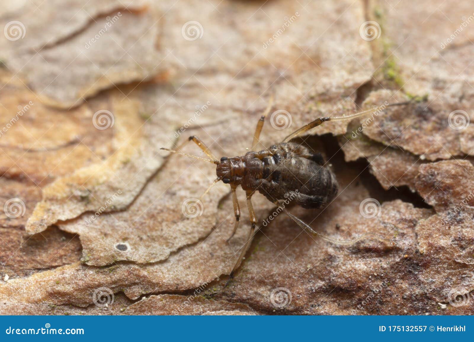 Aphid on pine bark stock image. Image of arthropoda - 175132557