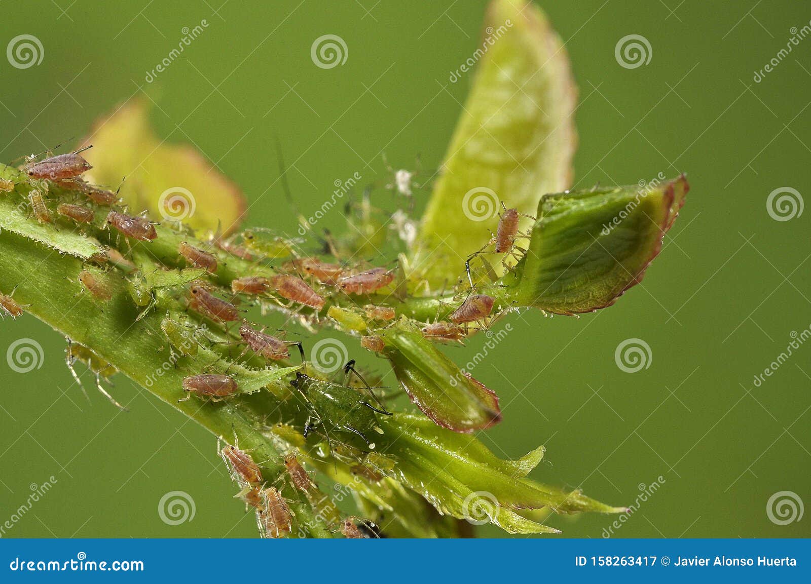 Aphid on Pink Branch, Pests Stock Image - Image of bacterium, destroy ...