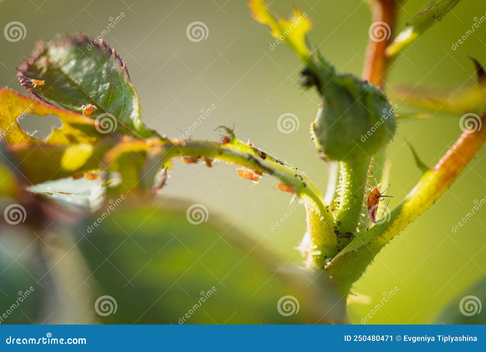 Aphid on a rose stock image. Image of greenfly, closeup - 250480471