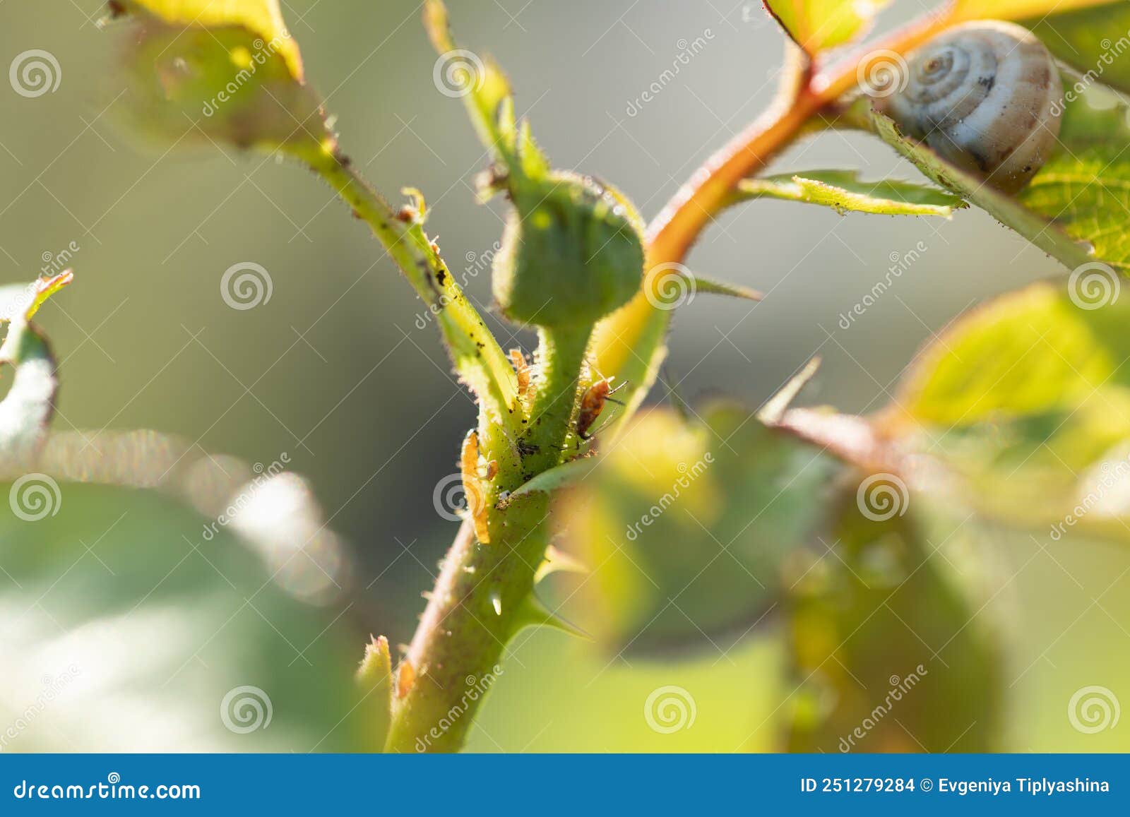 Aphid on a rose stock photo. Image of insect, leaf, insects - 251279284