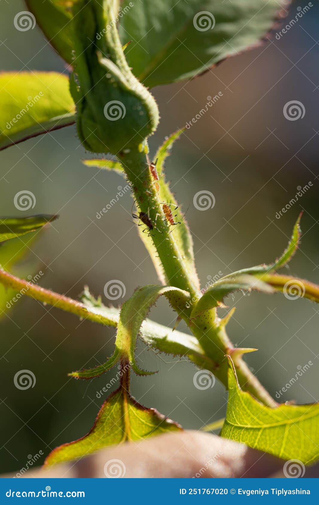 Aphid on a Rose, a Parasite Stock Photo - Image of macro, greenfly ...