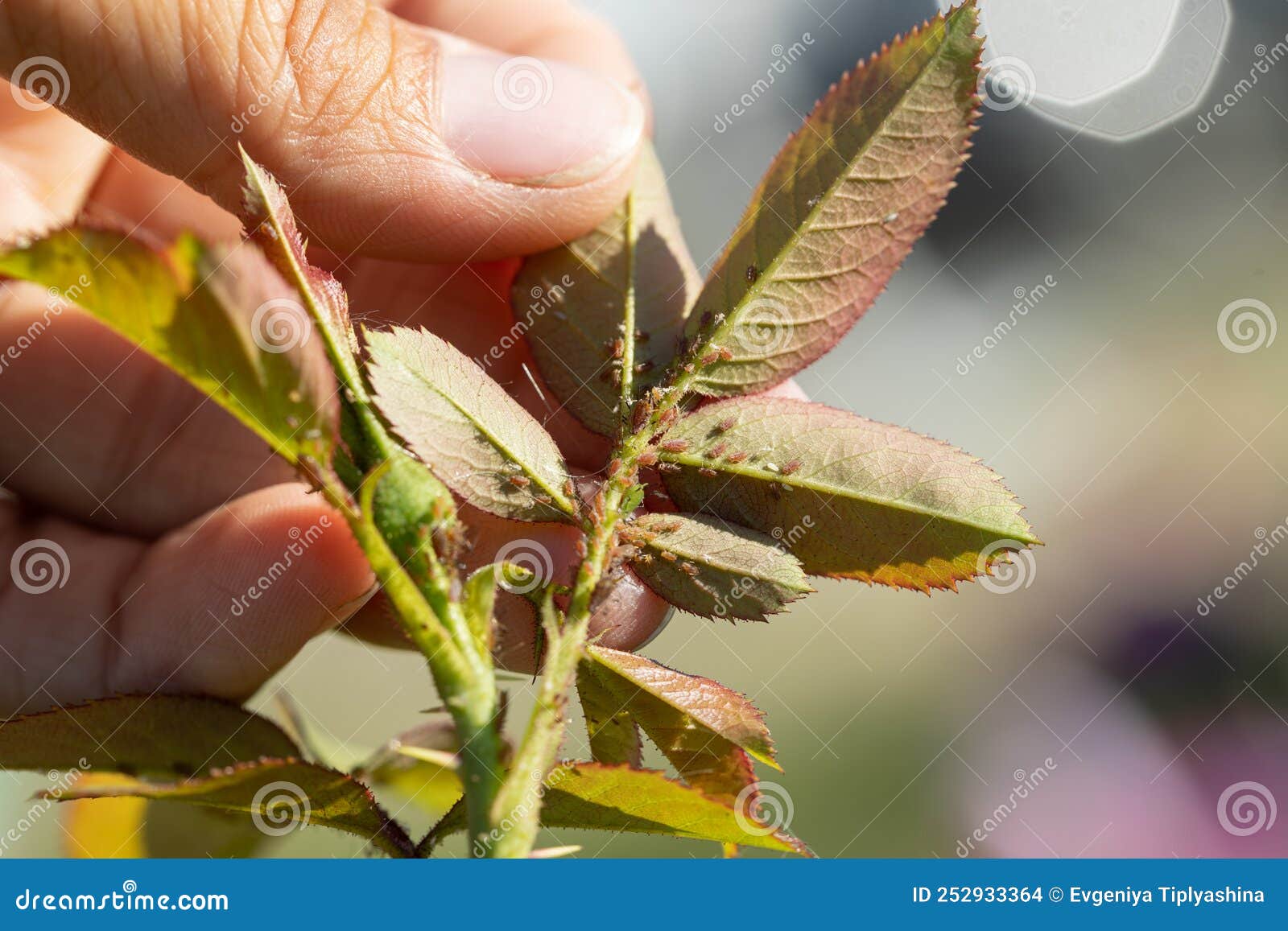 Aphid on a Rose, a Parasite Stock Photo - Image of garden, agriculture ...