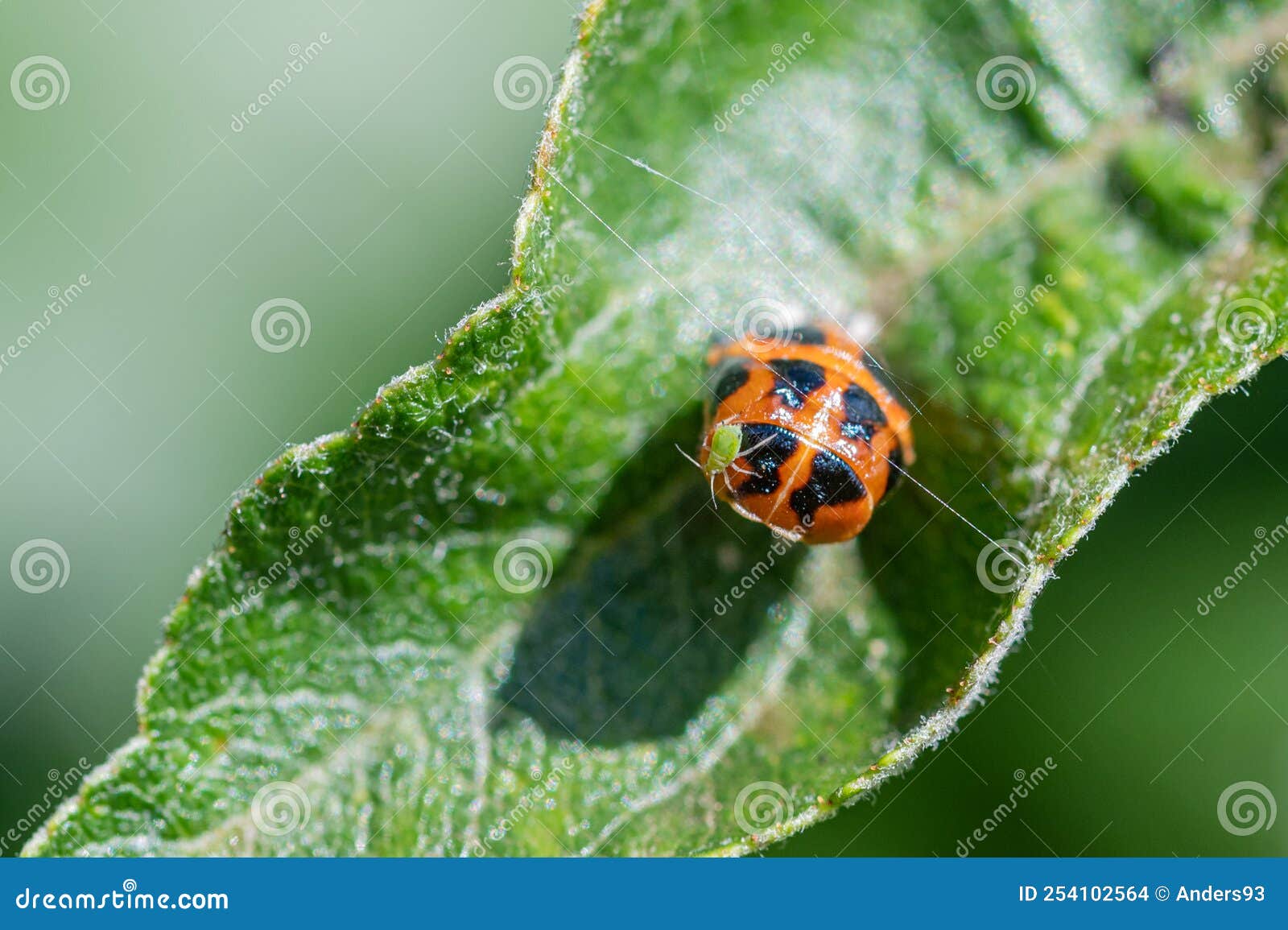 Aphid on the Shell of a Pupa Harlequin Ladybird Stock Photo - Image of ...