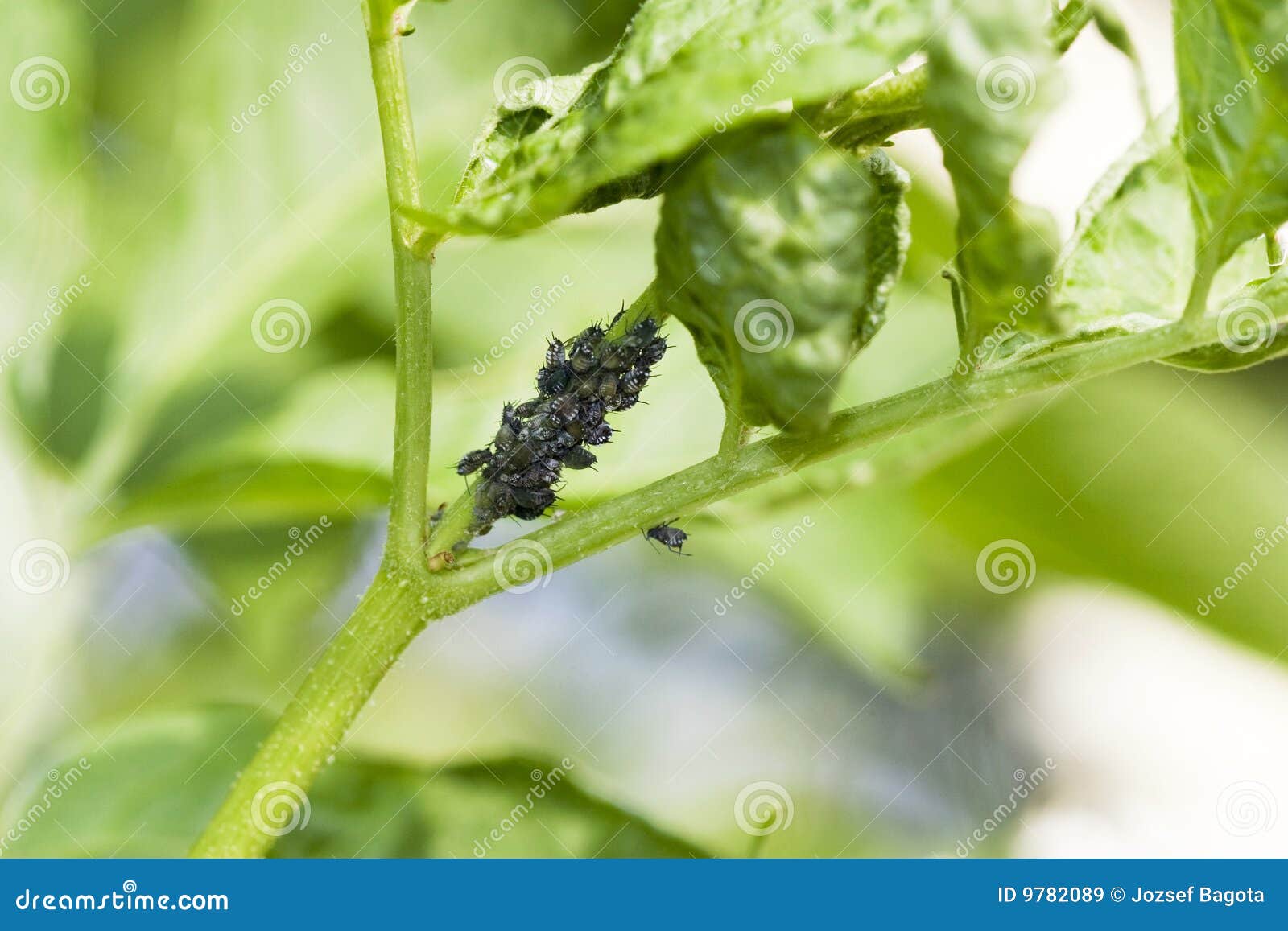 Aphides stock image. Image of plant, aphis, leaf, insect - 9782089