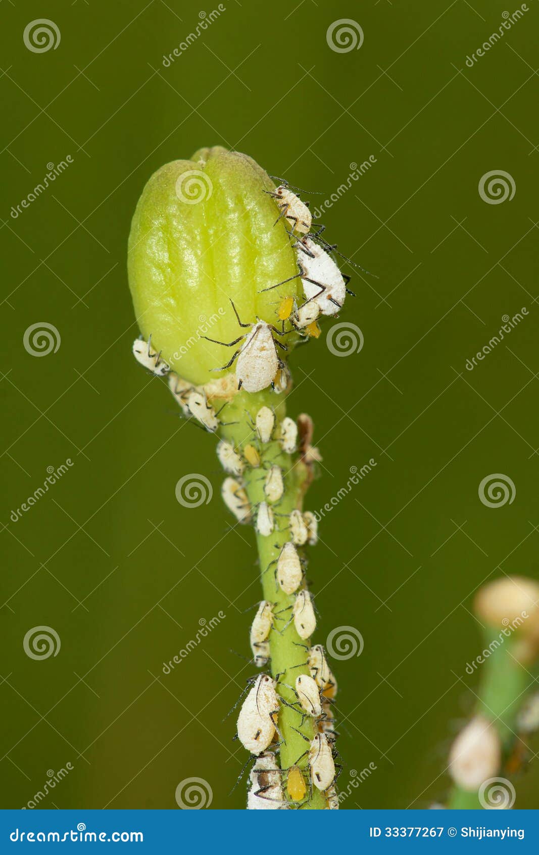 Aphides stock image. Image of white, life, lily, aphid - 33377267
