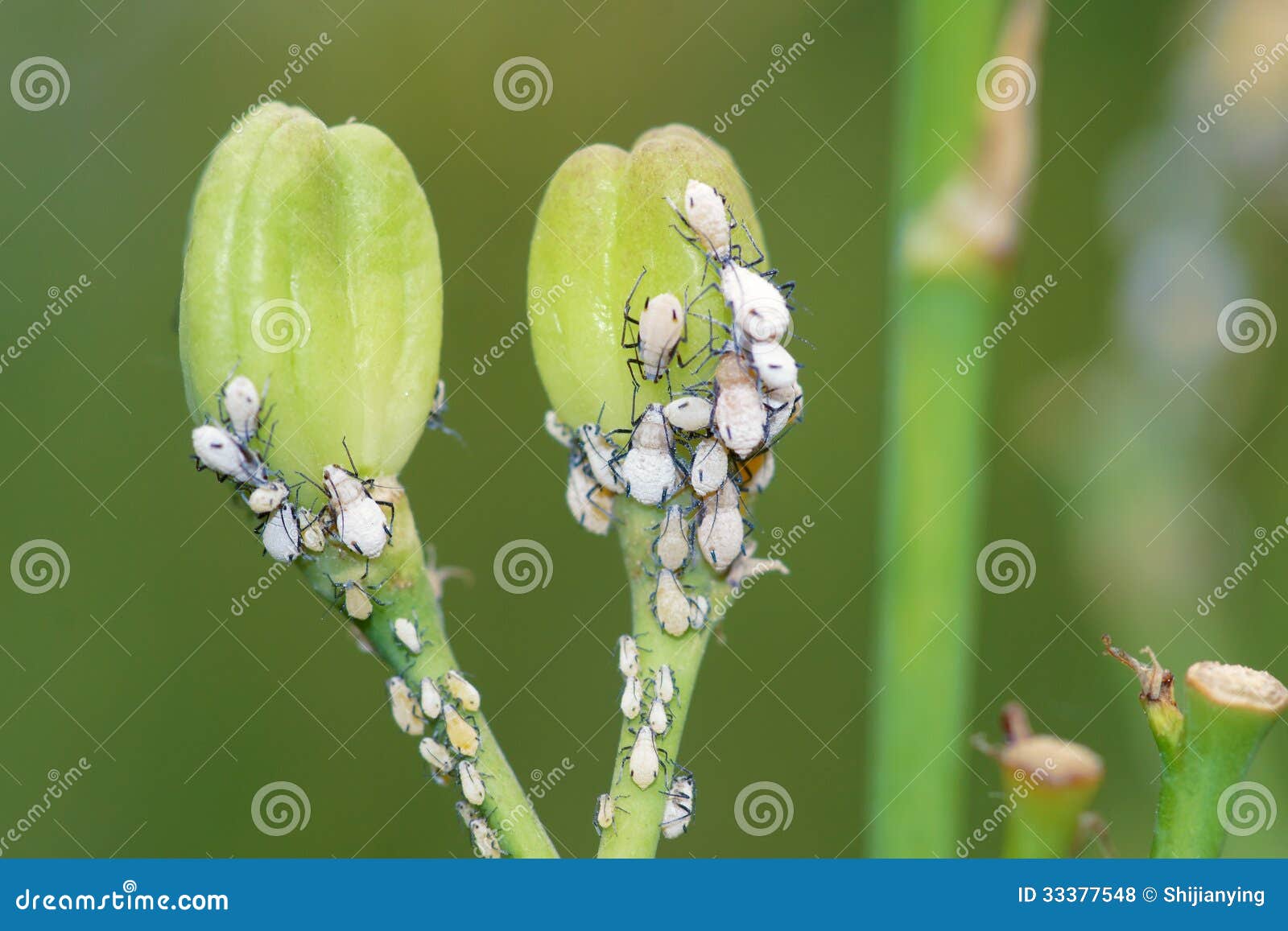 Aphides stock photo. Image of wild, wildlife, close, insect - 33377548