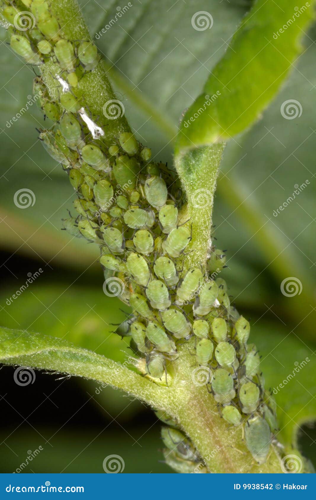 Aphididae, aphidoidea stock photo. Image of close, antennae - 9938542