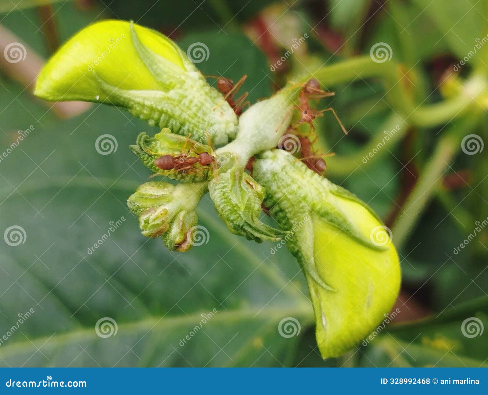 Aphidoidea Aphids are a Species of Small Insects that Feed on Plant Sap ...