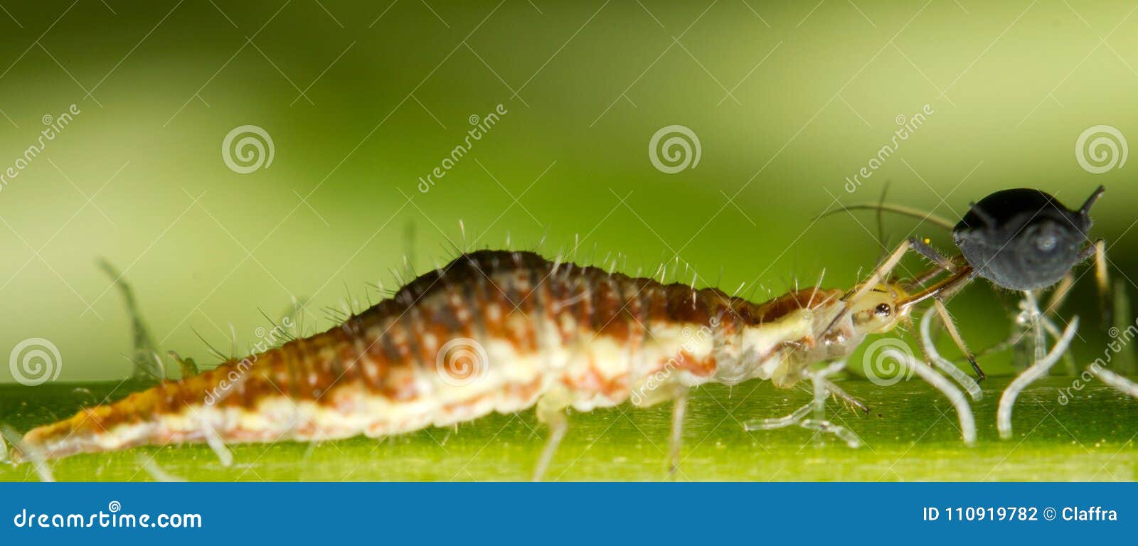 Aphidoletes Aphidimyza & Aphids Stock Photo - Image of arthropod ...