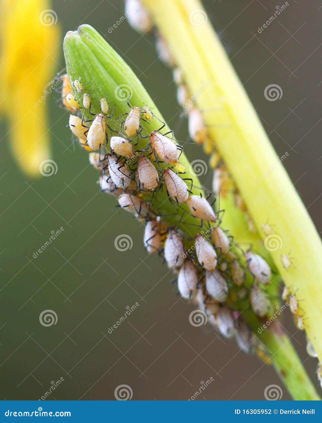 Aphids stock photo. Image of animals, yellow, pests, stems - 16305952