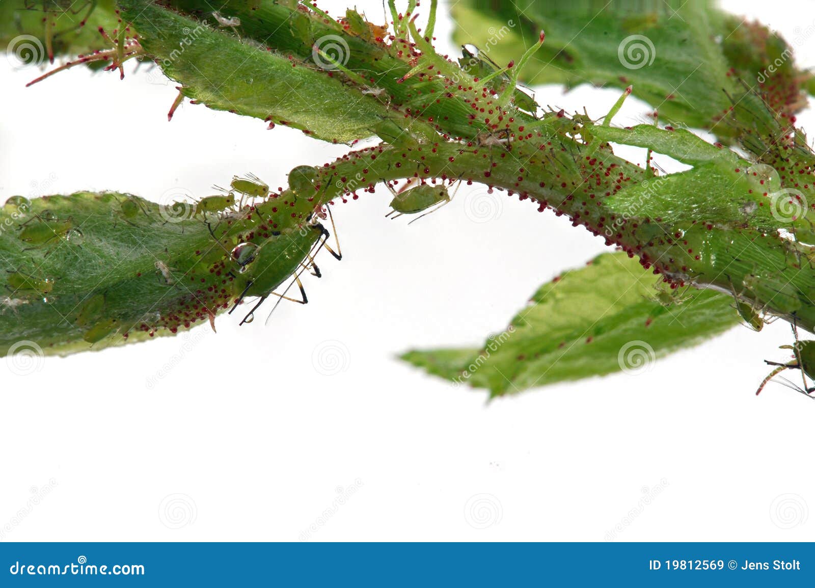 Aphids stock image. Image of forestry, heteroptera, environment - 19812569