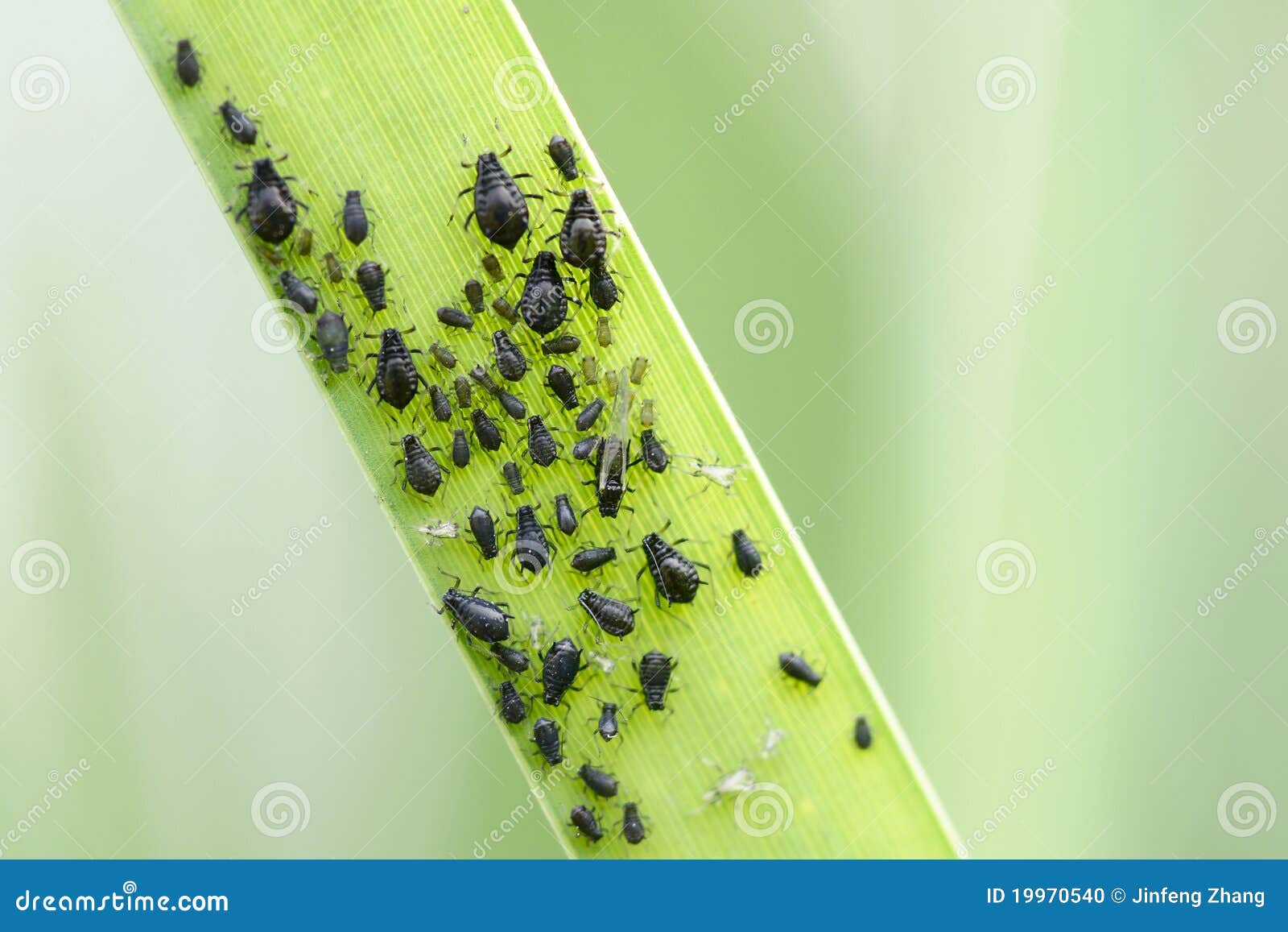 Aphids stock photo. Image of aphid, insects, animals - 19970540