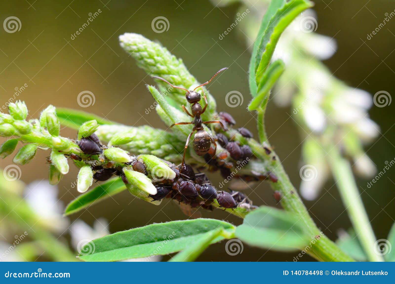 Aphids and ant stock photo. Image of antenna, colony - 140784498