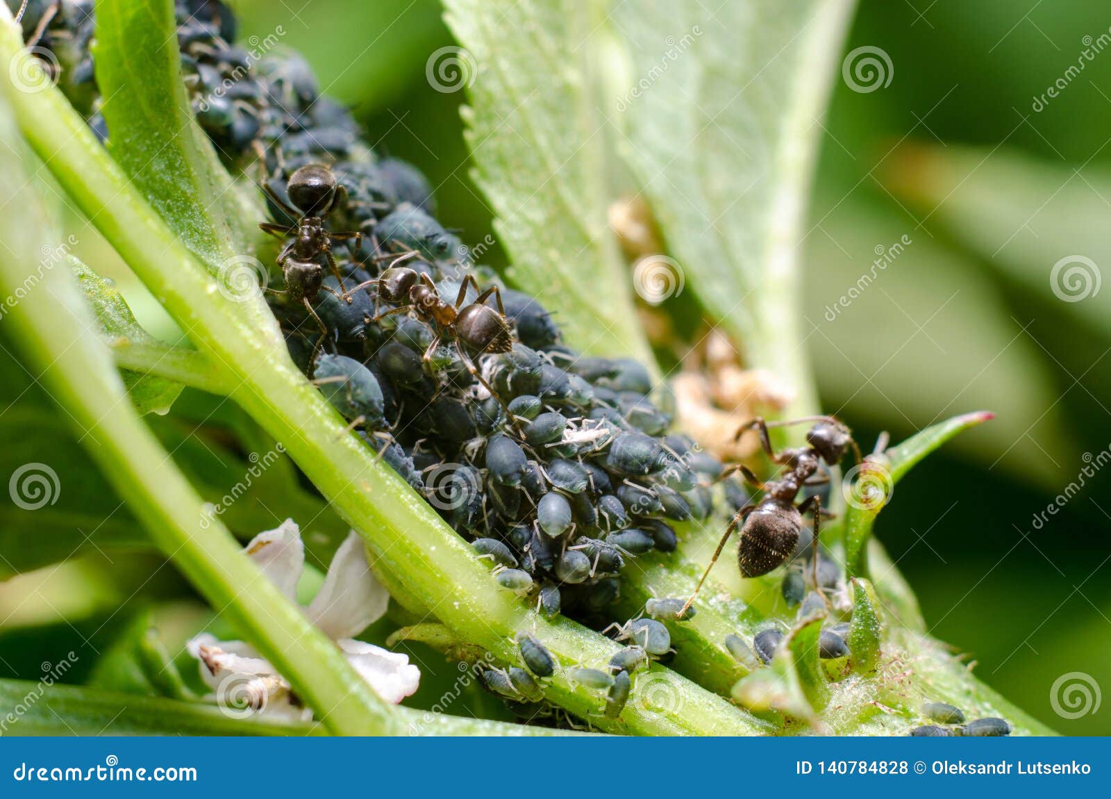 Aphids and Ants Relationship Stock Photo - Image of animal, garden ...