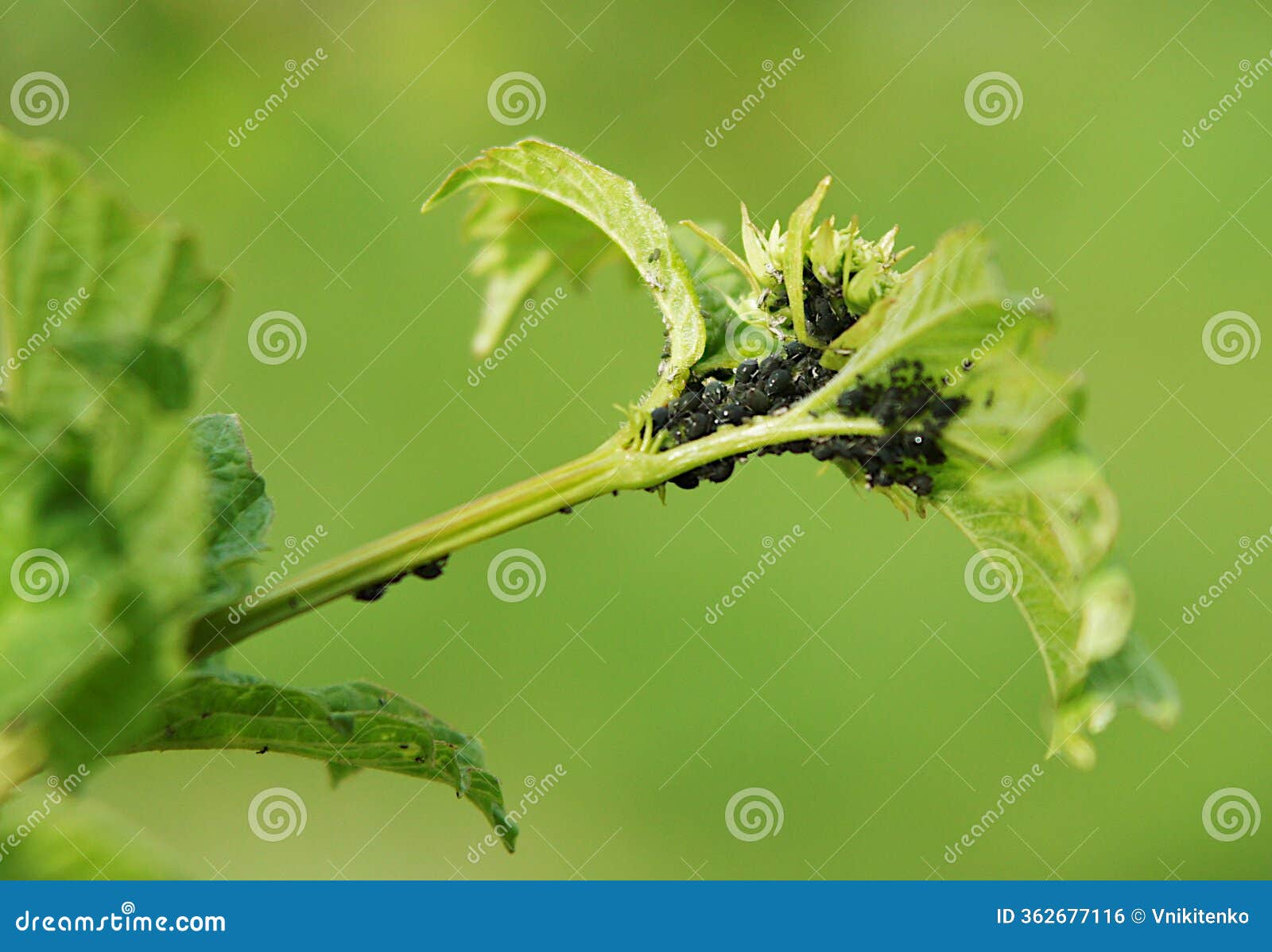 Aphids (Aphidoidea) on the Leaves Stock Photo - Image of nature ...