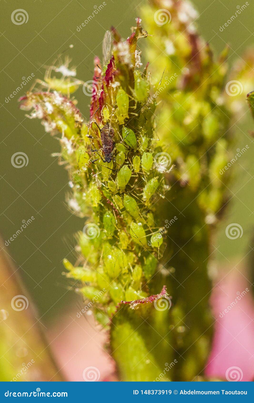 Aphids stock image. Image of feed, plant, larvae, aphid - 148373919