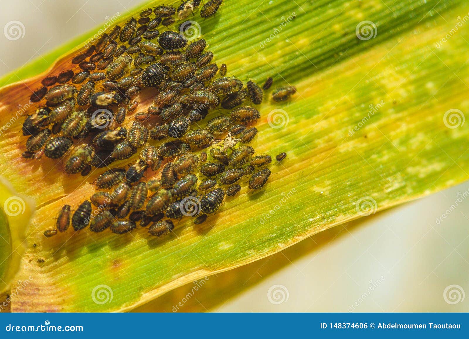 Aphids stock photo. Image of caused, green, attack, biological - 148374606