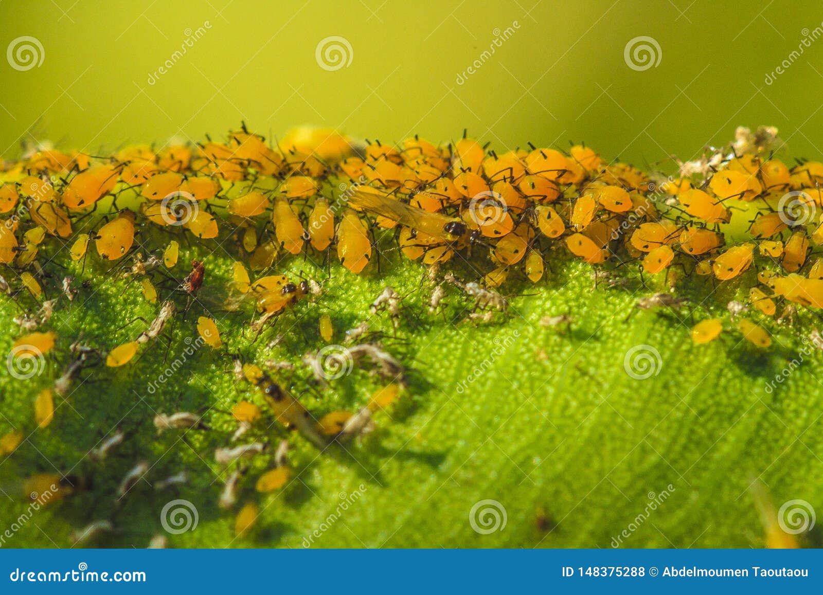 Aphids stock photo. Image of leafminer, attack, plant - 148375288