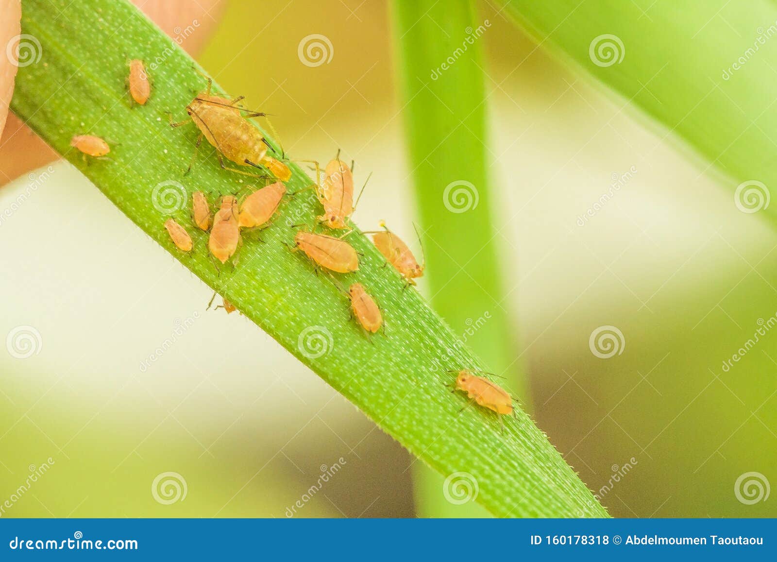 Aphids stock photo. Image of aphid, damage, larvae, feed - 160178318