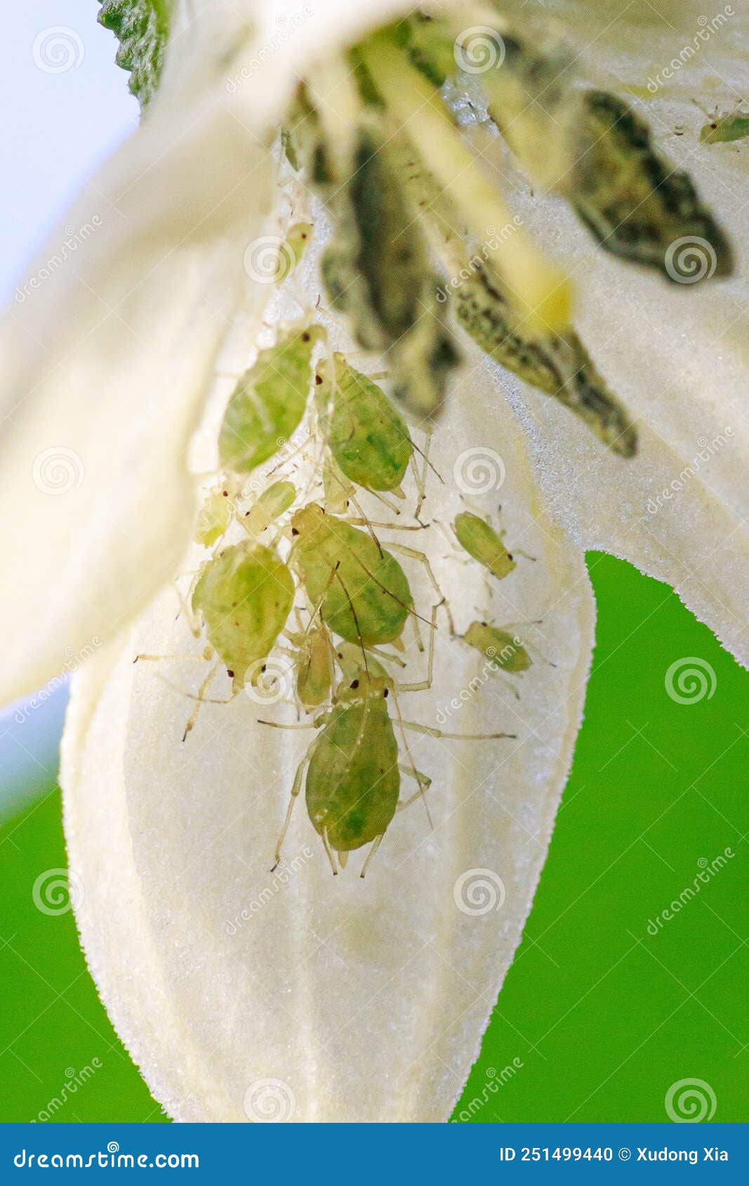 Aphids stock photo. Image of translucent, diaphaneity - 251499440